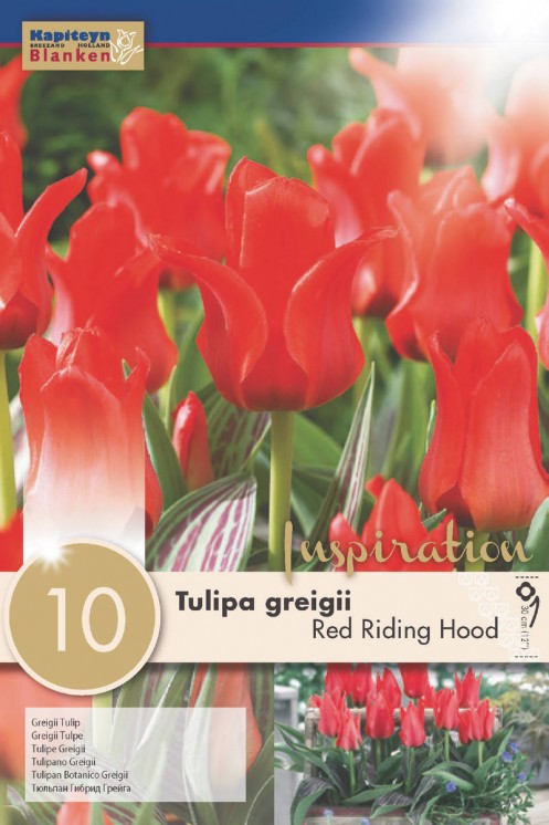 Kapiteyn Tulipa Greigii RR Hood